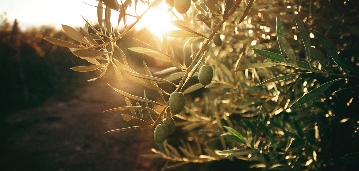 Tendance Vert Provence, une rentrée douce et sereine - Tollens